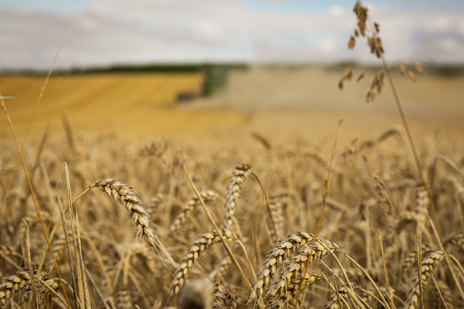Home - Squab Hall Farm