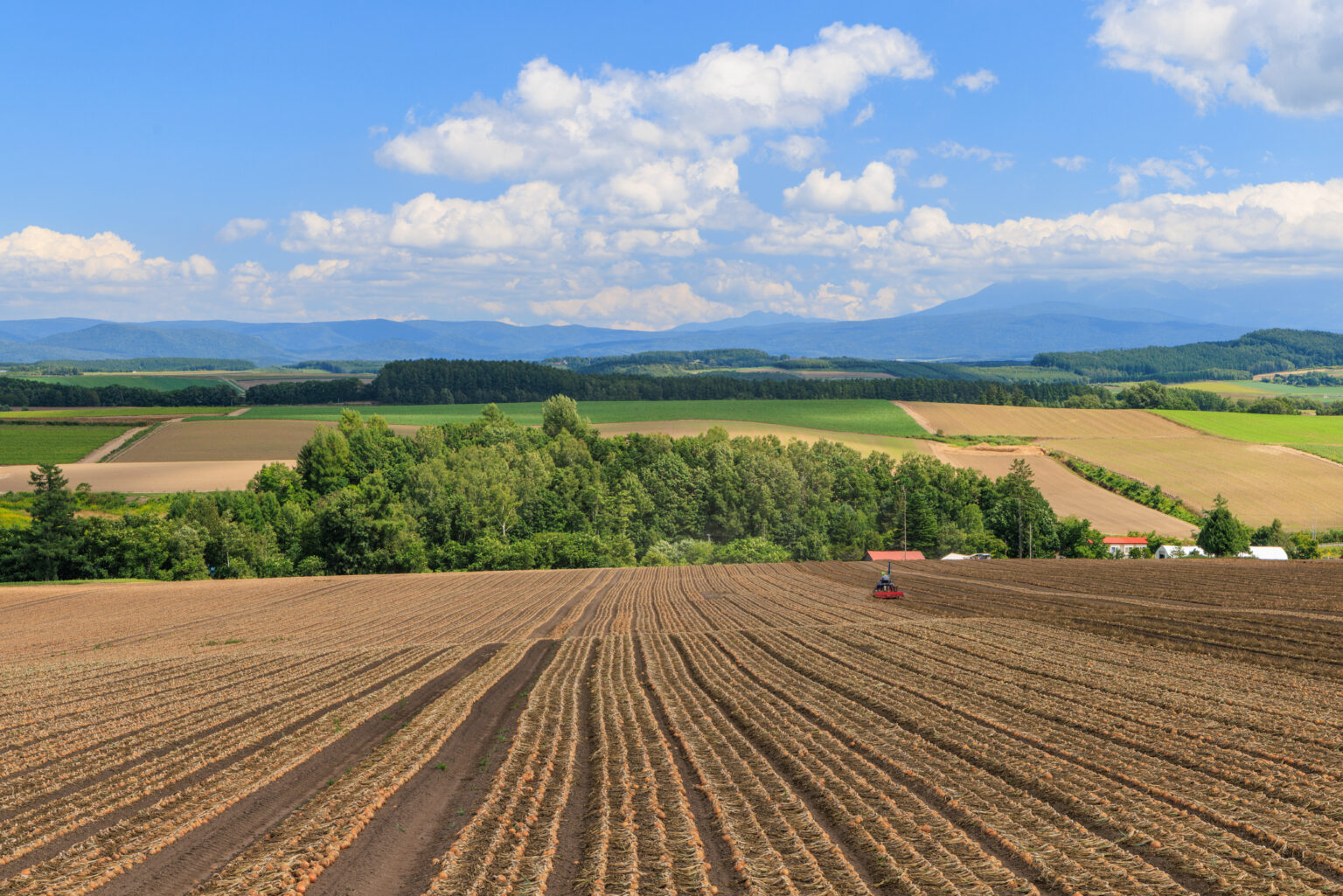 Home - Squab Hall Farm